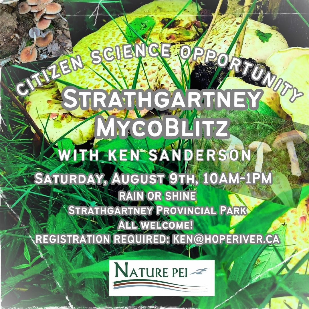 August 9th, 2025 Strathgartney MycoBlitz with Ken Sanderson - Nature PEI